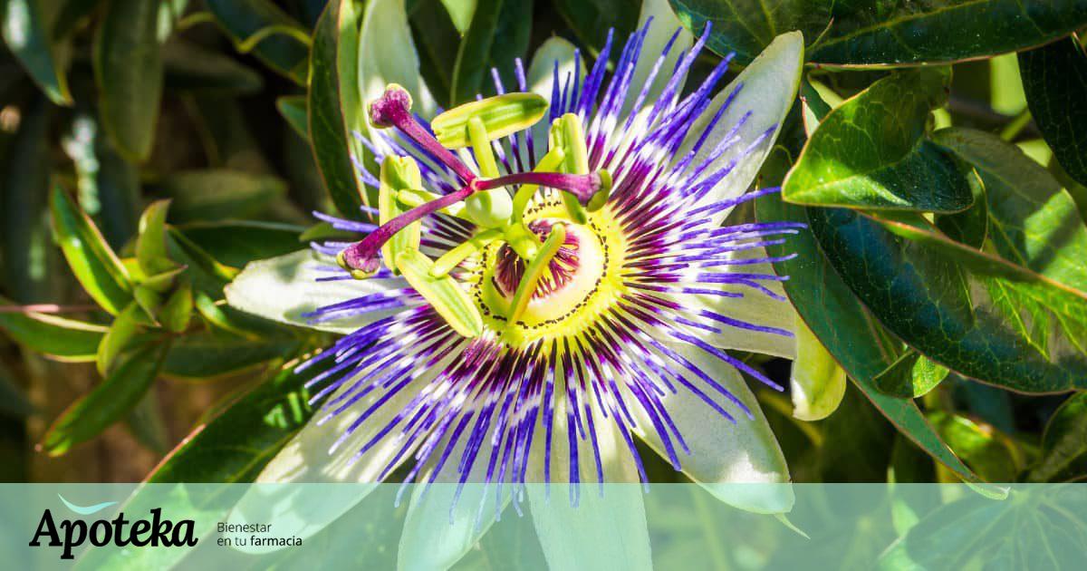 Passiflora caerulea o flor de la pasión: ¿Qué es esta planta? Passiflora caerulea o flor de la pasión: ¿Qué es esta planta?
